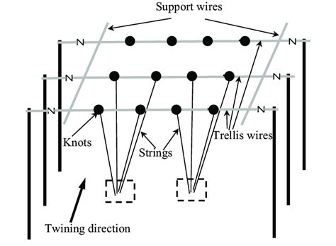 An Illustration Of Trellis System And String Twining Positions In