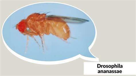 25 Types Of Fruit Flies Identification With Pictures