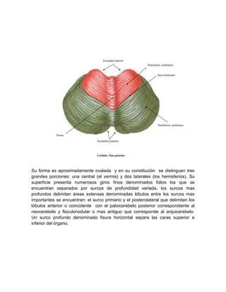 Morfofisiologia 1 Clases Orientadoras Pdf Descarga Gratuita