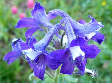 Subalpine Larkspur Delphinium Barbeyi