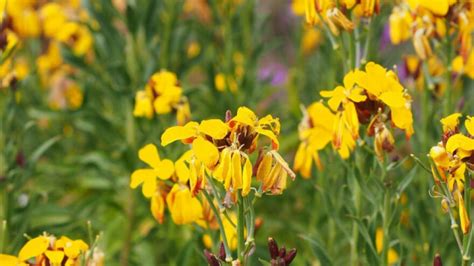 Šeboj Mirisna Cvjetnica Skromnih Zahtjeva Ukrasno I Ljekovito Bilje