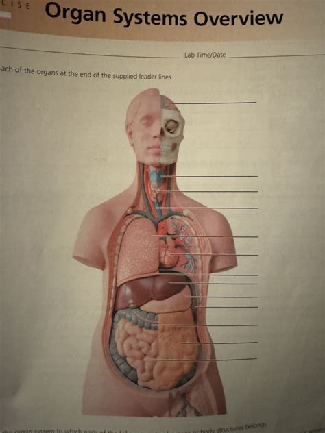 Lab Midterm Organs Diagram Quizlet