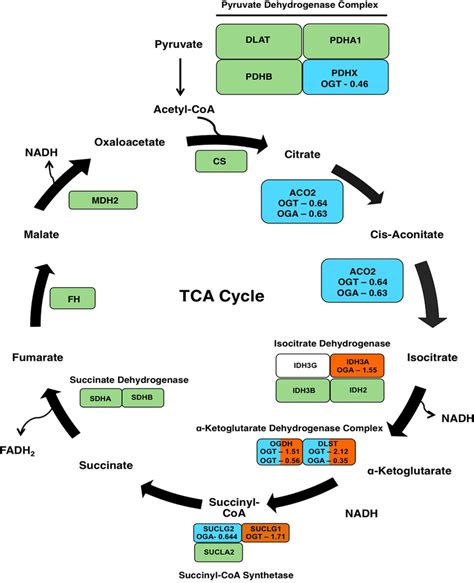 Tca Cycle With Enzymes At Chastity Dowling Blog