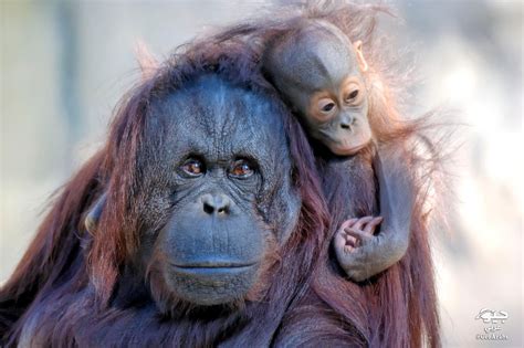 معلومات عن قرد إنسان الغاب جيو عربي