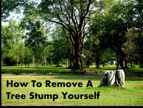 How To Remove A Tree Stump Yourself The DIY Life