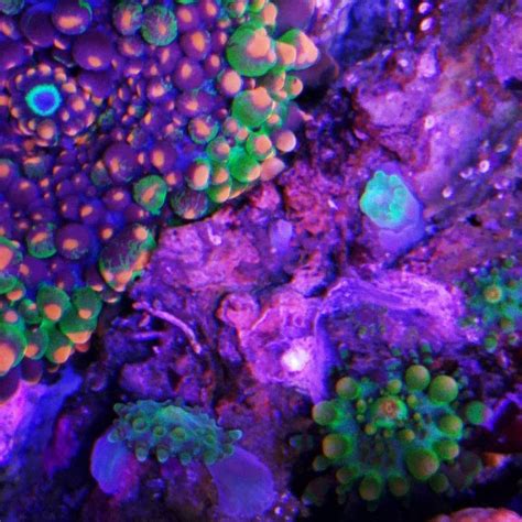 What Eats Diatoms Reef Tank At Noel Randall Blog