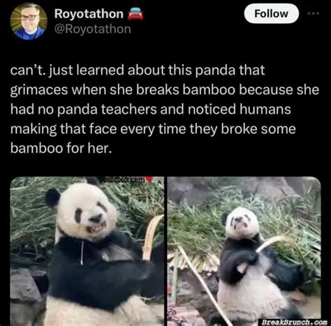 Funny Panda Behavior Breakbrunch