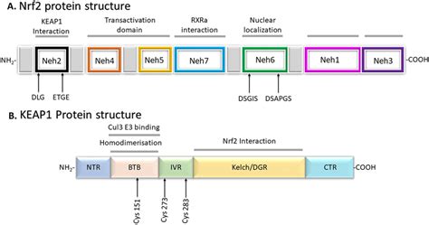 Structural Representation Of Nrf2 And Keap1 A The Nrf2 Protein Download Scientific Diagram