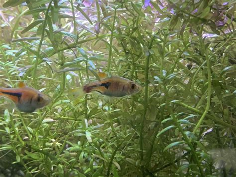 Help With Sick Lambchop Rasbora Info In Comments Raquariums