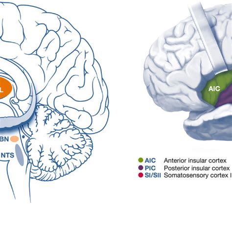 Pdf The Emerging Science Of Interoception Sensing Integrating