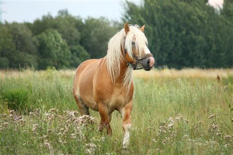 Palomino Horse All You Need To Know About This Golden Horse