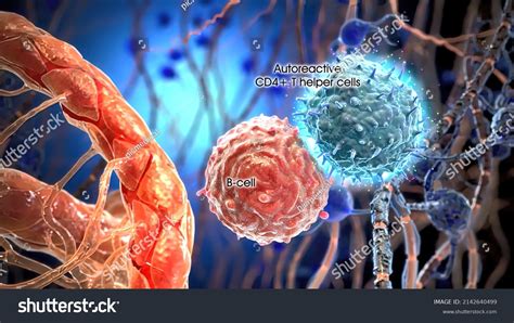 T Helper Cells Interact On Surface Stock Illustration Shutterstock