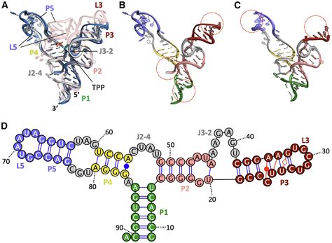 Crystal Structure Of Escherichia Coli Thiamine Pyrophosphate Sensing Riboswitch In The Apo State