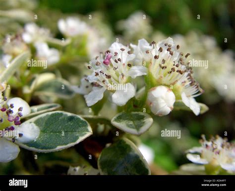 Cotoneaster Cotoneaster Suecicus Cv Juliette Inflorescence Stock