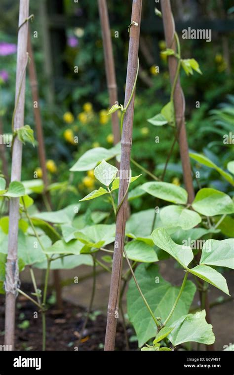 Phaseolus Coccineus Young Runner Bean Plants Supported On Bamboo Canes In The Vegetable Garden