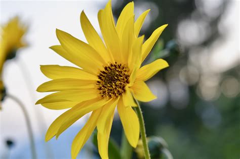 꽃 데이지 노란색 꽃잎 Pixabay의 무료 사진 Pixabay