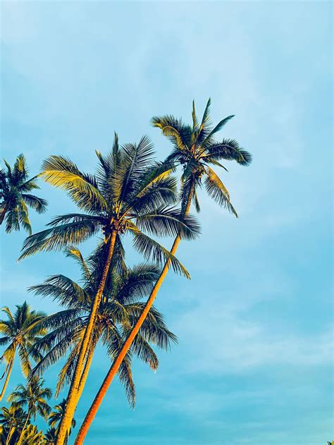 Download Miễn Phí 4000 Background Coconut Tree Cực Kỳ Tươi Sáng Và Sôi động