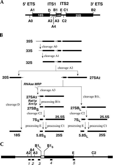 the rna catabolic enzymes rex4p rnt1p and dbr1p show genetic