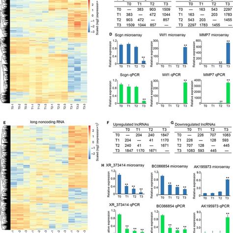 Temporal Expression Analysis Of Deregulated Long Non‐coding Rnas And Download Scientific