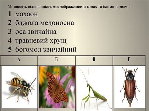 Виявлення прикладів пристосувань до способу життя у комах Урок № 15 презентация онлайн
