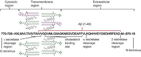 3 Amyloid β Precursor Protein And Its Processing By α β And Download Scientific Diagram