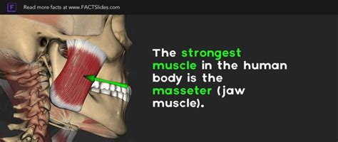 The Strongest Muscle In The Human Body Is The Masseter Jaw Muscle