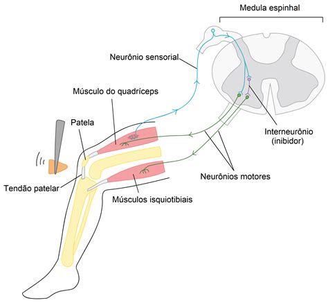 Diagrama De Neuronios E Sinapses Sinapse De Um Neurônio Biológico