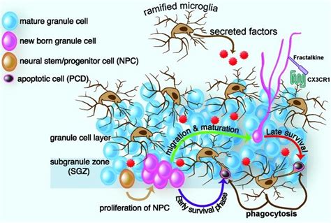 Schematic Diagram Of Ramified Microglia And Their Effect On Adult