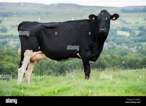 Herd Of Black And White Holstein Friesian Cattle On A Pasture In