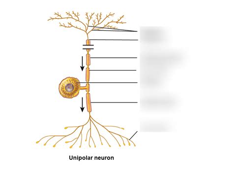 Unipolar Neuron Diagram Quizlet