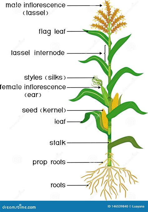 Corn Morphology And Growth Stages At Douglas Jacobson Blog