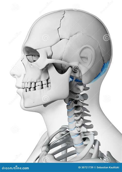 Occipital Bone Stock Illustration Illustration Of Human 30721739