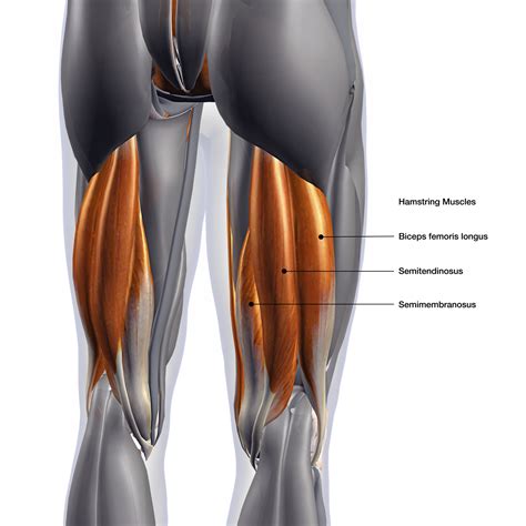 Inhibition Of The Hamstring Muscle Group Skill Sport Performance