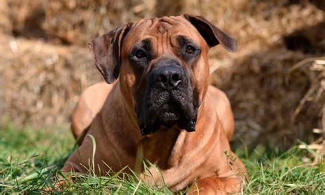 Boerboel Progression Growth Chart Milestones And Training Tips A Z