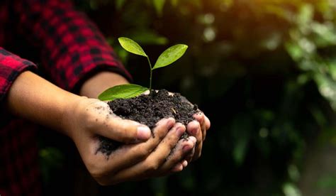 Materiales Biodegradables Beneficios Blog Plasticomania