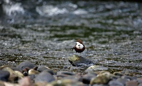 premium photo eurasian dippers displaying and collecting nest material