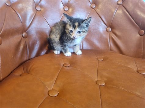 코리안숏헤어 랑이 하이랜드폴드책임분양 애완견책임분양 반려견책임분양 소형견키우는방법 중형견키우는방법 대형견키우는방법 미니비숑프리제키우는방법 토이푸들키우는방법 골든리트리버키우는