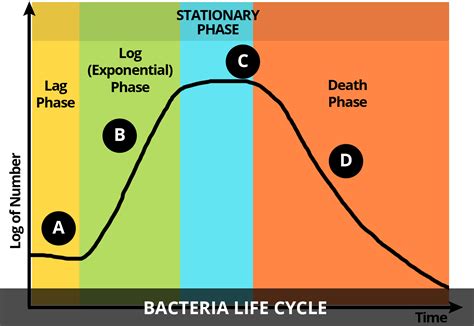 Life Cycle Of A Bacteria My Xxx Hot Girl