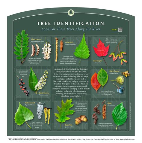 PDNS Tree And Leaf Identification Guide Parts Of Tree Anatomy Outdoor Interpretive Signs Pulse