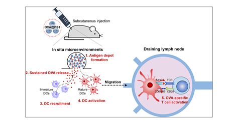 Development Of A Cancer Nanovaccine To Induce Antigen Specific Immune