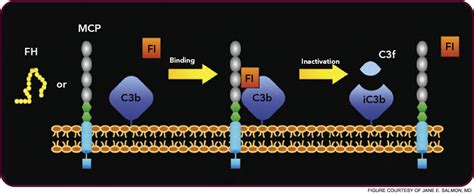 Exploring The Complement System In Human Disease Page 3 Of 7 The Rheumatologist
