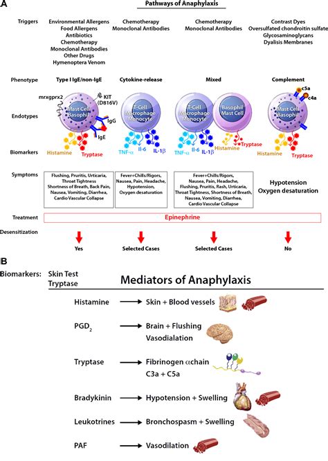 Anaphylaxis Semantic Scholar