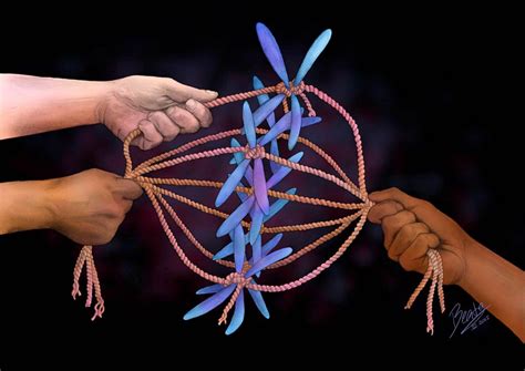 Mitotic Spindle Beata Science Art