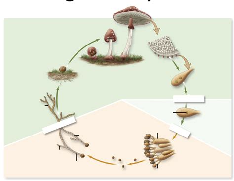 Diagram Of Basidiomycota Life Cycle Quizlet