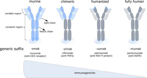 Understanding Fully Human And Humanized Monoclonal Antibodies