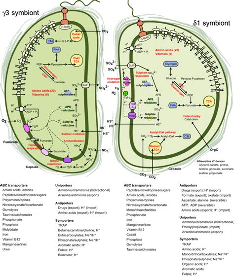Reconstruction Of The Symbionts Physiology Aps Adenosine Download Scientific Diagram