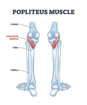 Popliteal Images Browse Stock Photos Vectors And Video Adobe Stock