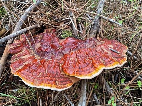 Ganoderma Lucidum Complete Mushroom Guide