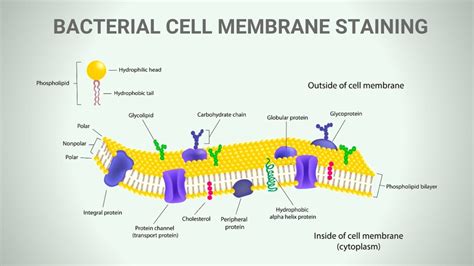 Silver Staining Principle Procedure Applications Biology Notes Online