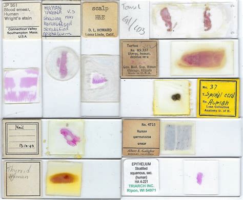Human Histology Microscope Slides C 4709822742